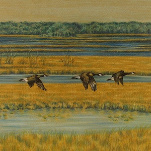 Canada Geese in Flight, Original Pastel Painting, Bird Drawing, Goose ...