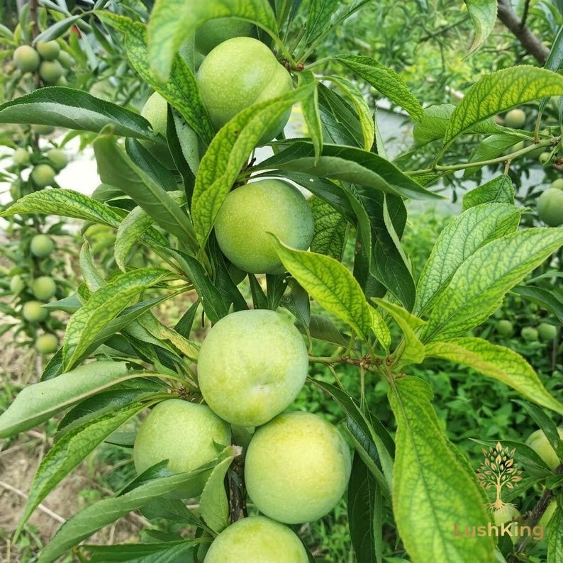 Crisp Green Plum Tree, Sweet Fruit Sapling, Bare Root, Backyard Orchard ...