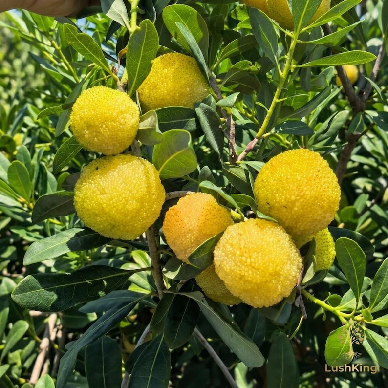 Live White Chinese Bayberry Tree Seedling, Crystal Waxberry Sapling ...