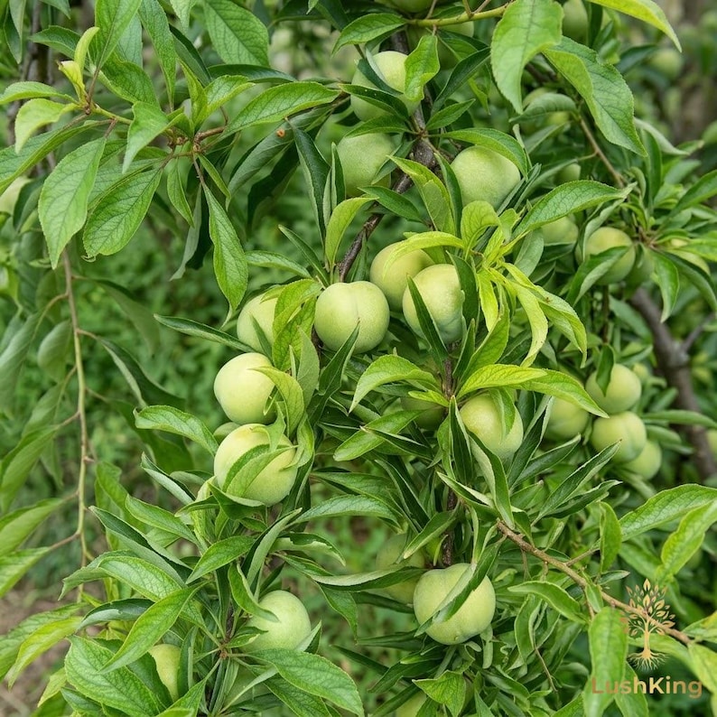Crisp Green Plum Tree, Sweet Fruit Sapling, Bare Root, Backyard Orchard ...