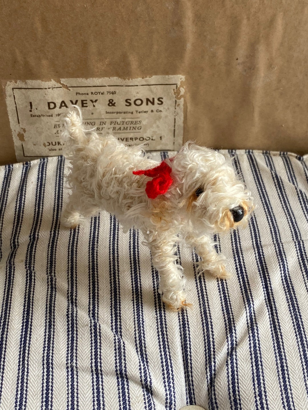 Champagne Cockapoo, Champagne/blond Labradoodle. - Etsy