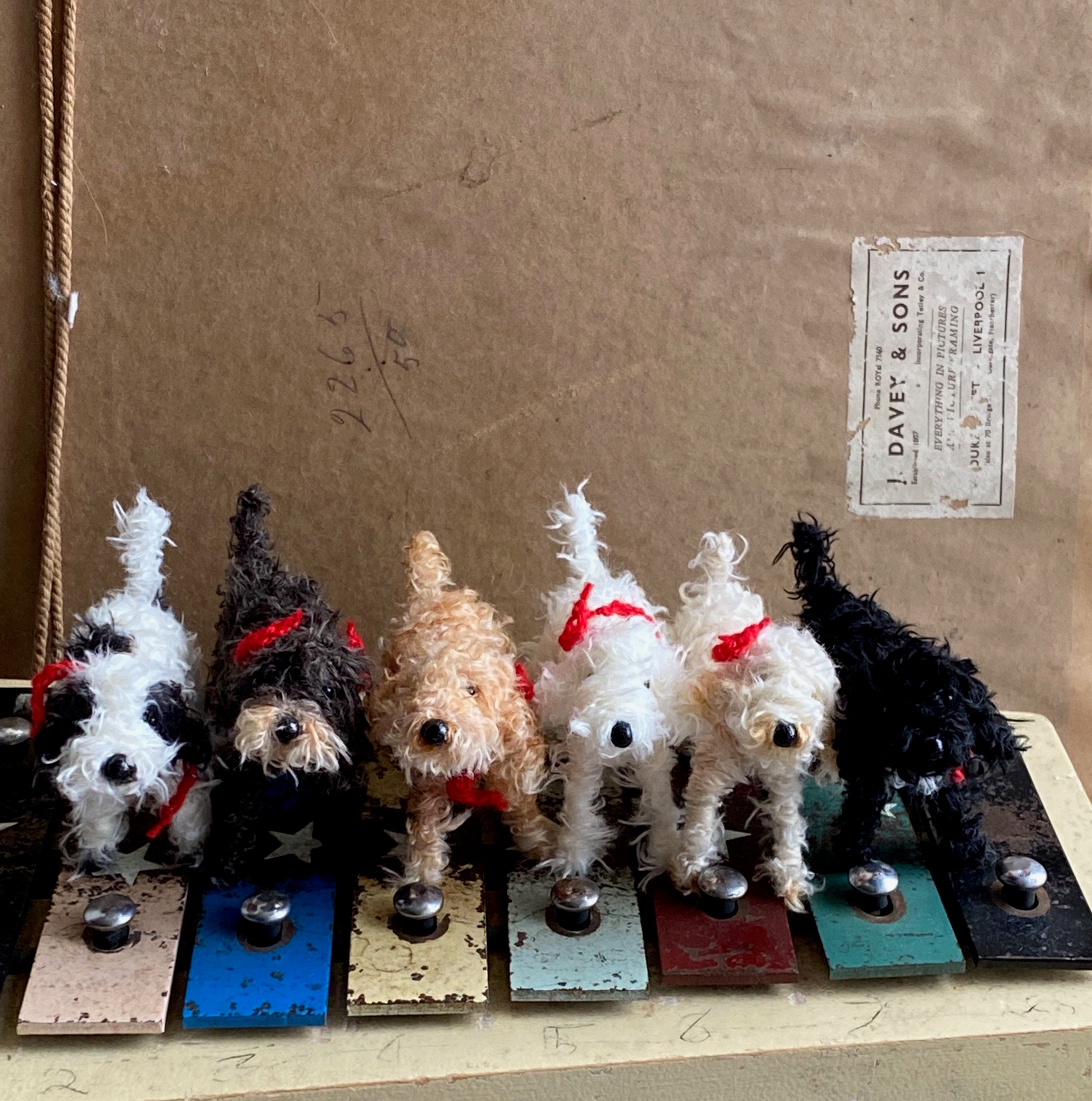 Black and White/tuxedo Labradoodle, Cockapoo, Cavapoo, Cavachon - Etsy UK