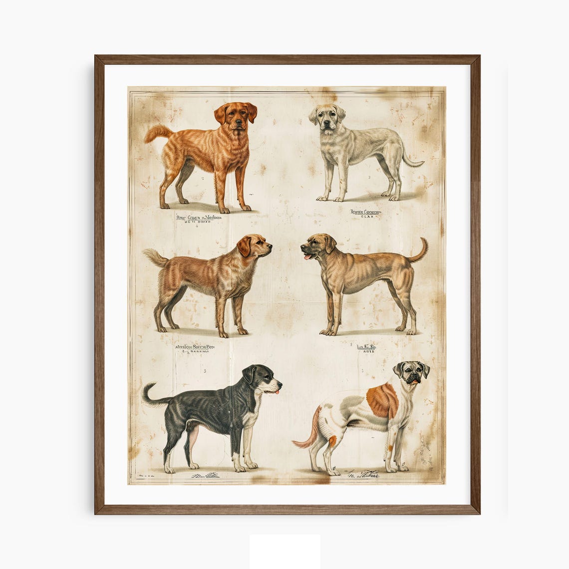 Vintage Dog Breeds Illustration Printable Wall Art, Antique French Dog ...