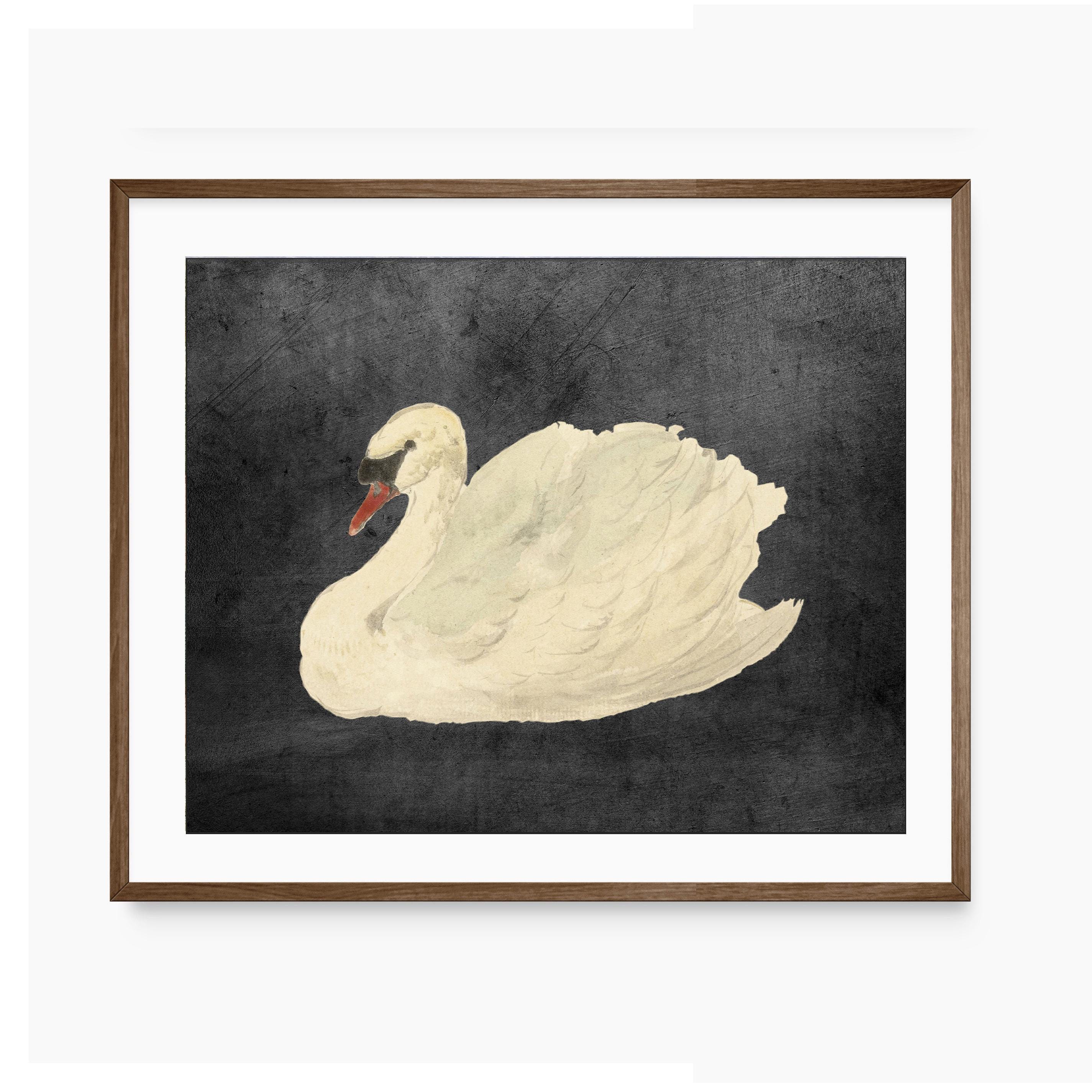 White Swan Print Vintage Bird Wall Art Vintage Artwork Retro Swans ...