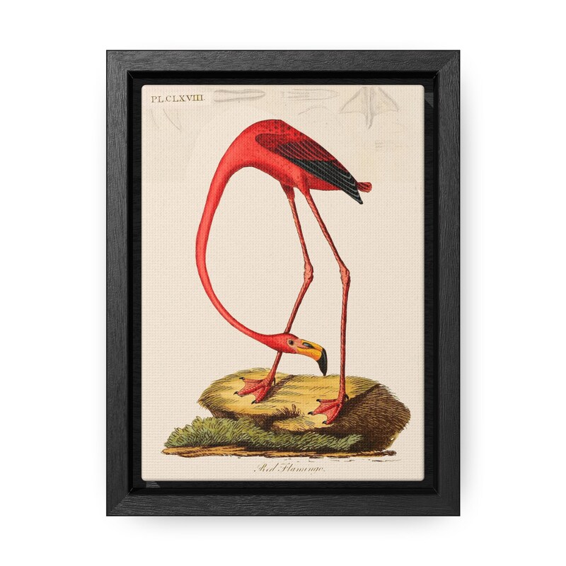 Florida Bird Art - Etsy