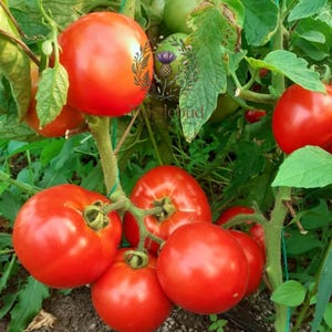Homestead Heirloom Tomato Seeds: Classic Red Slicing, Heat Tolerant (50 ...