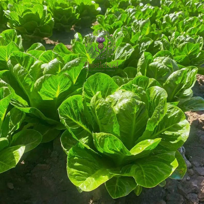 Parris Island Cos Romaine Lettuce Seeds: Non-gmo, Heirloom, 500 Seeds ...