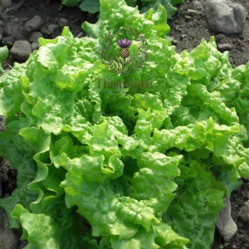 Black Seeded Simpson Lettuce Seeds: Heirloom Looseleaf, Non-gmo Garden ...