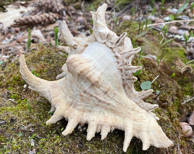 Spiked Large Spiral Conch Shell - Beige Seashell With Horns - Seaside ...