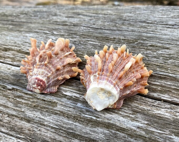 Pair of Pacific Spiny Oyster Shells Shells With Spines in Red/orange ...