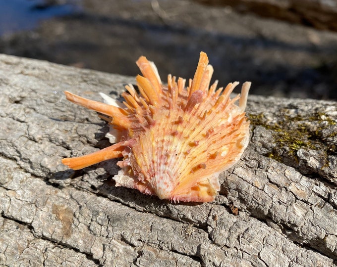 Pacific Spiny Oyster Shell in Dazzling Orange and Red-beautiful ...