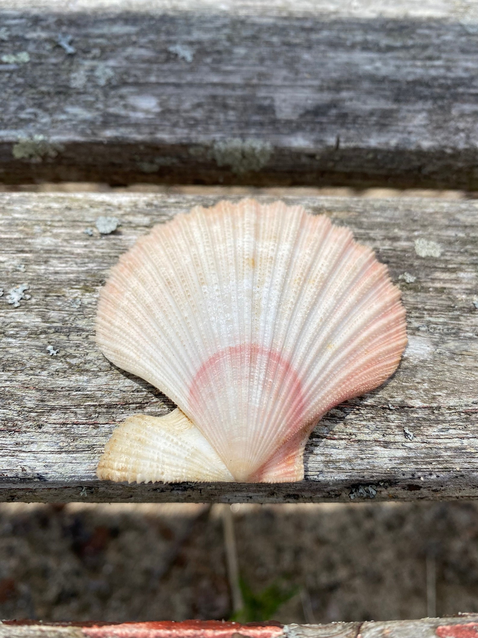 White and Pale Pink Scallop Shell - Beautiful Ridged Authentic Vintage ...