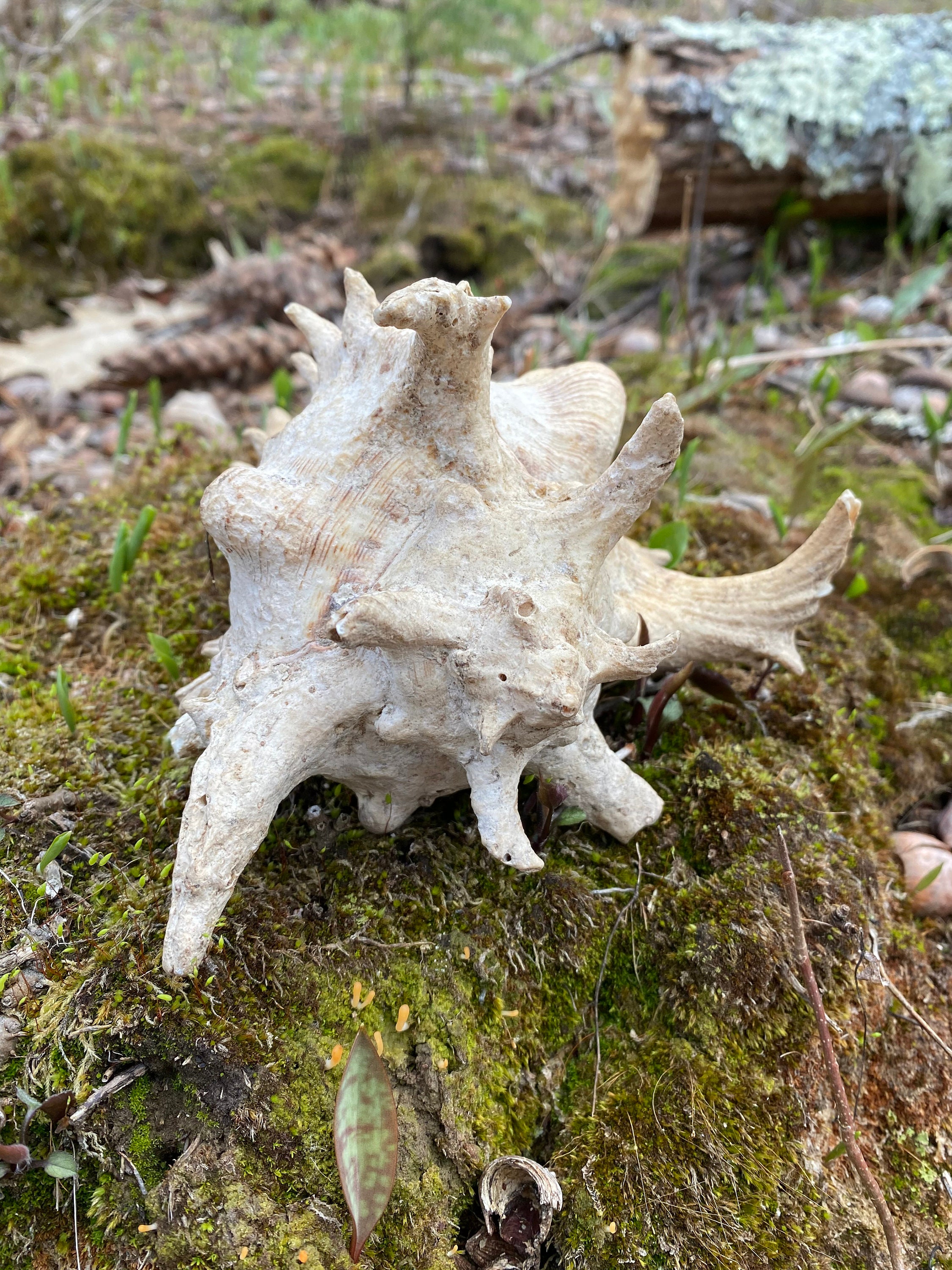 Spiked Large Spiral Conch Shell Beige Seashell with Horns | Etsy