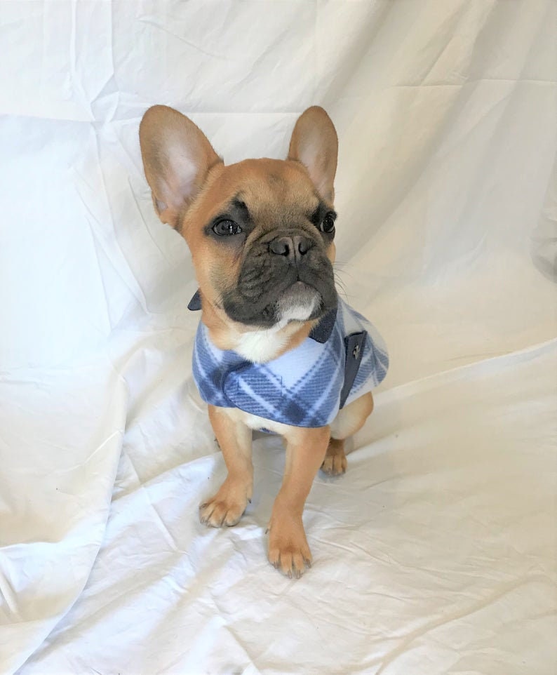 Dog Coat-blue Plaid-gentleman Swag-w/ Blue Collar and Pocket for Waste ...
