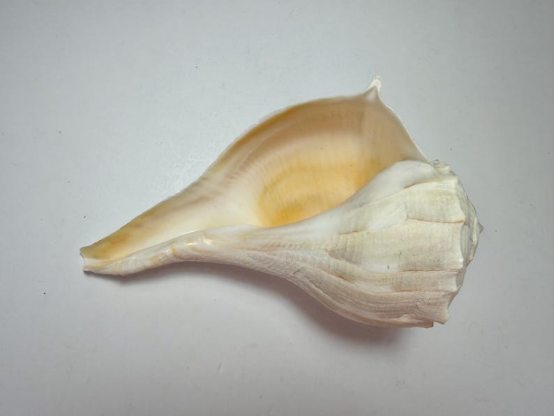 Elegant Lightning White Whelk Shell-coastal Home Decor-natural Real ...