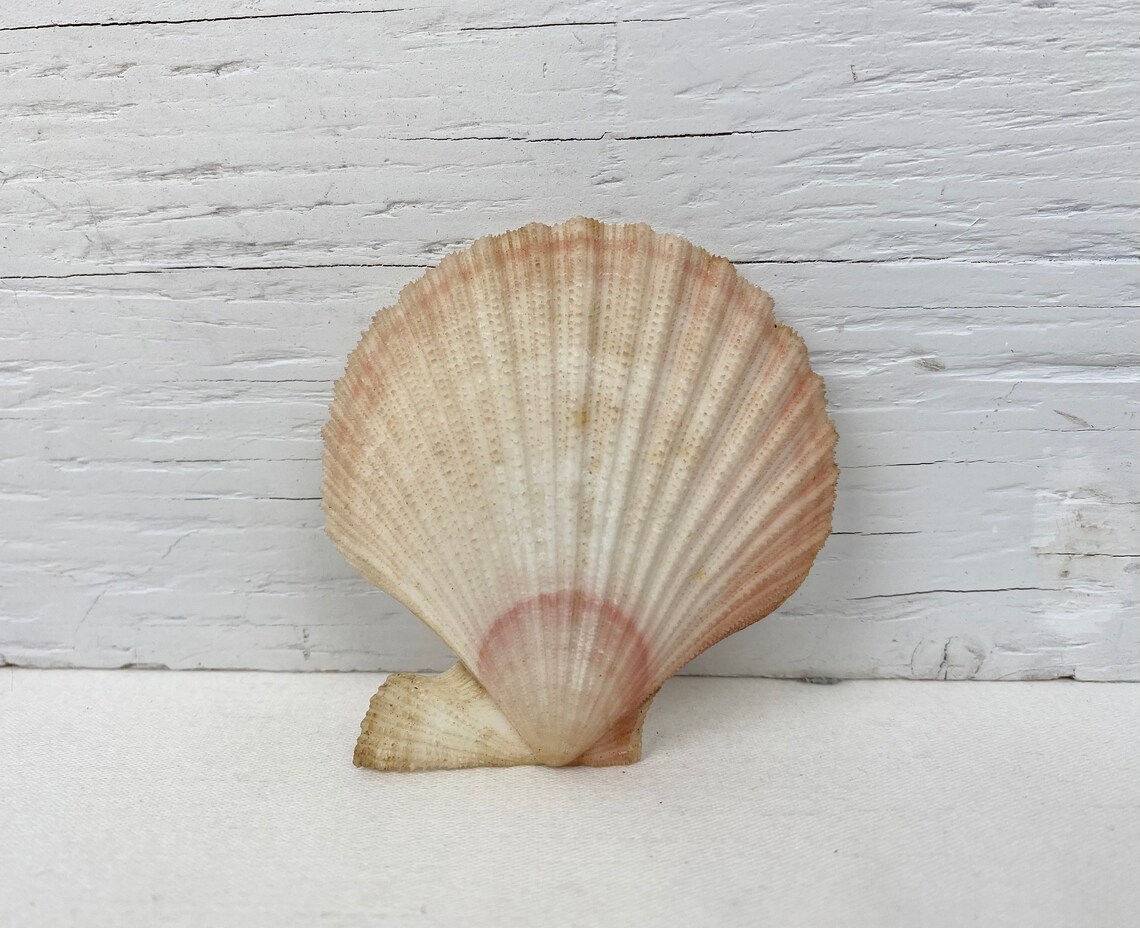 White and Pale Pink Scallop Shell Beautiful Ridged Authentic - Etsy