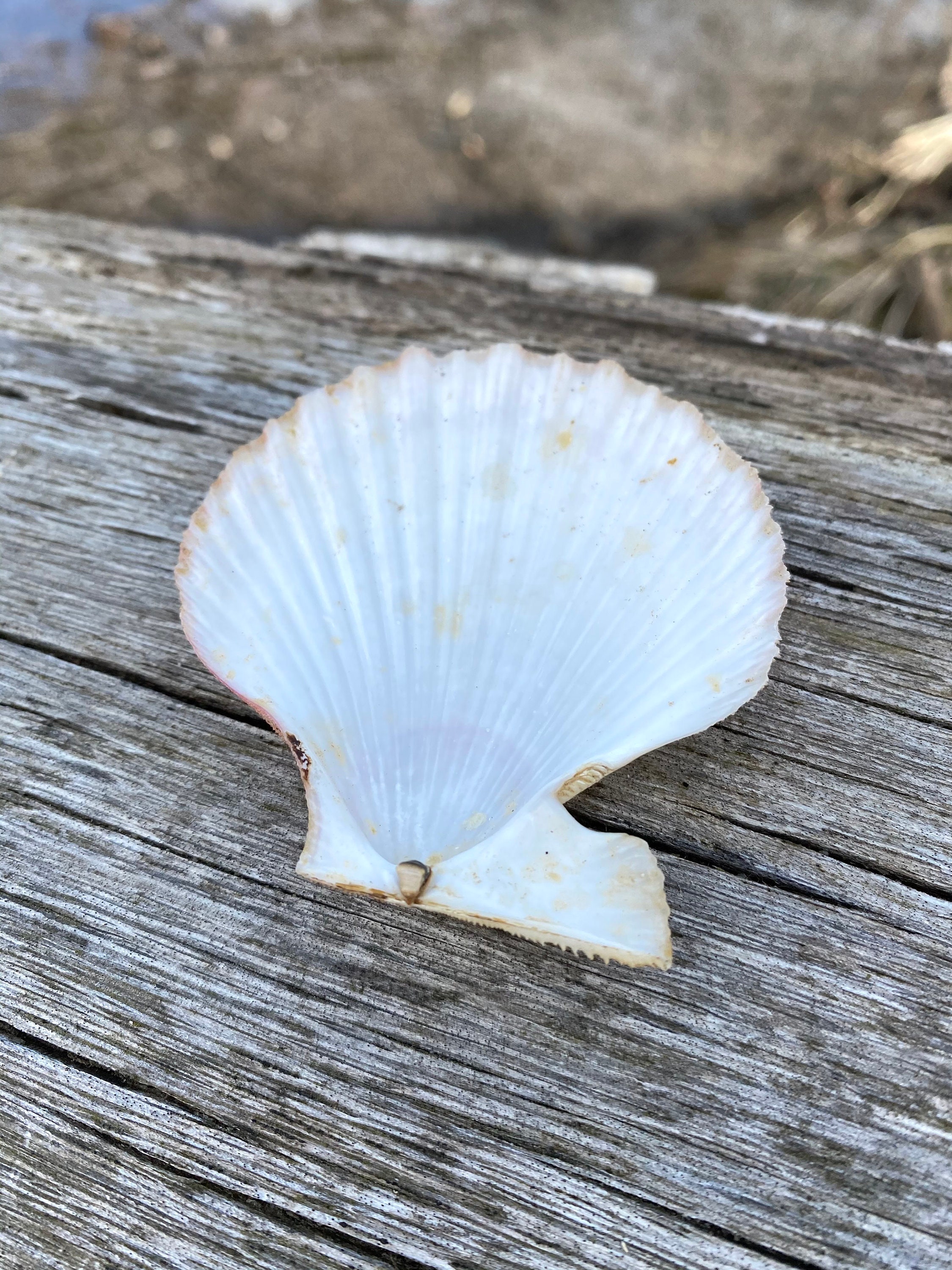 White and Pale Pink Scallop Shell Beautiful Ridged Authentic | Etsy