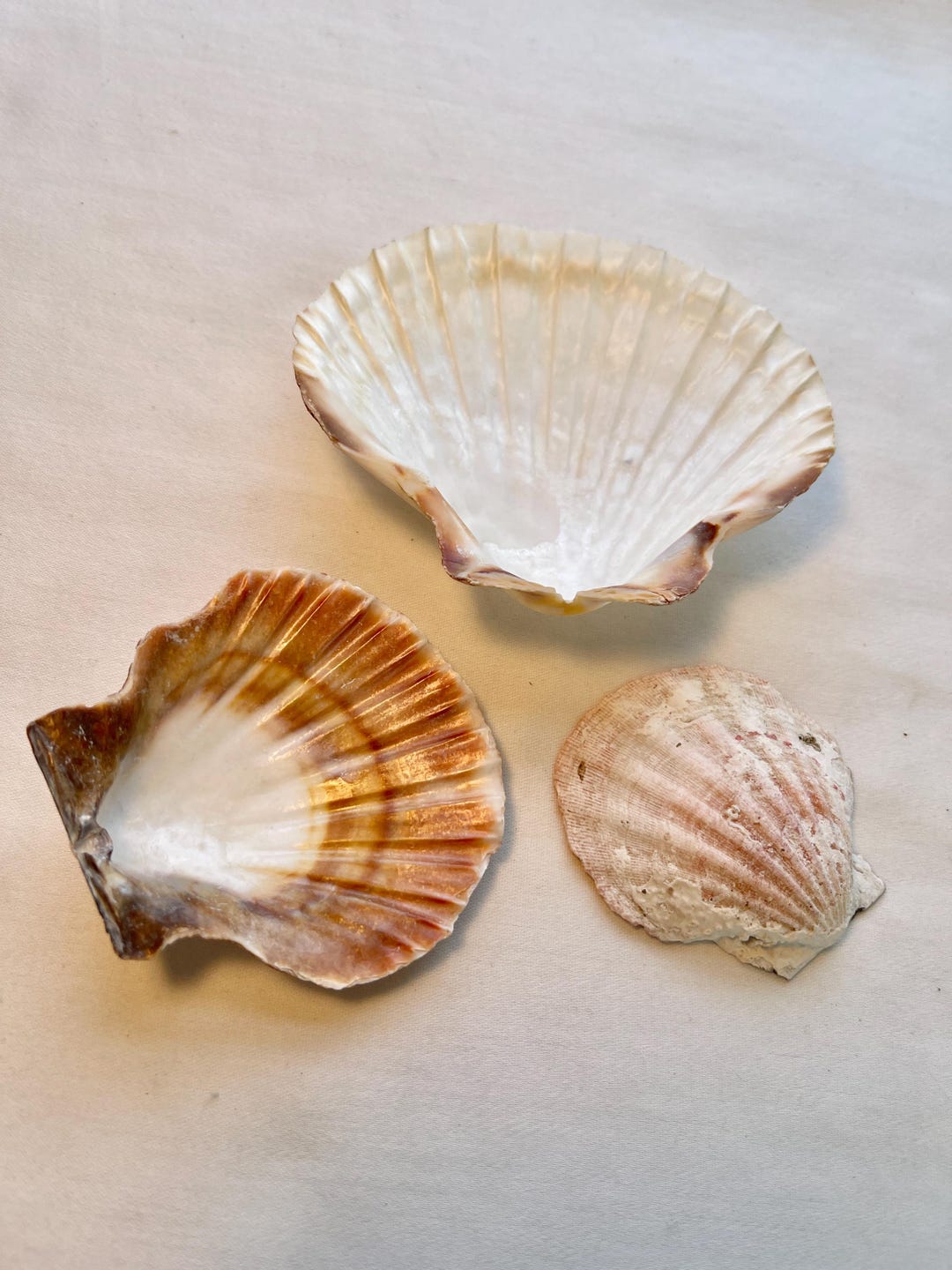 CLAM Shells-set of 3 Natural, 2"-4" Beach Found Brown & White Seashells ...