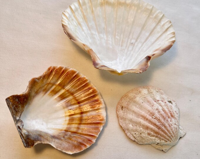 CLAM Shells-set of 3 Natural, 2"-4" Beach Found Brown & White Seashells ...