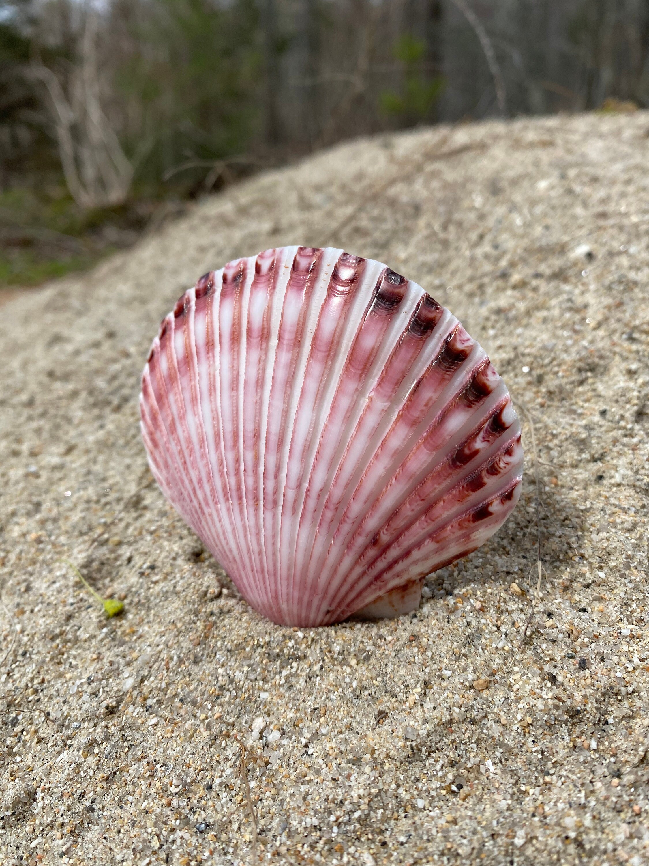 Pink and White Striped Scallop Shell Unique Glossed Shell | Etsy