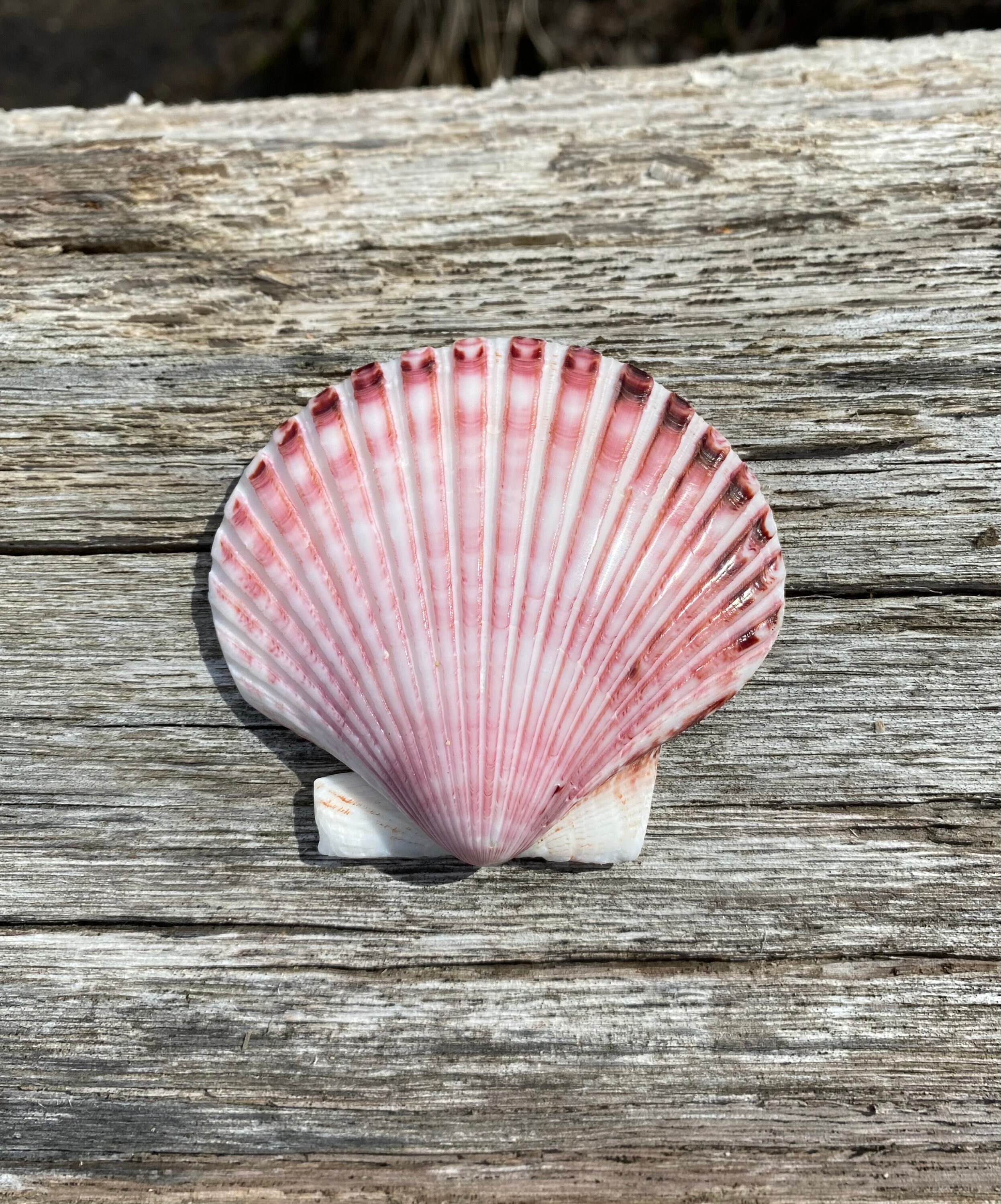 Pink and White Striped Scallop Shell Unique Glossed Shell | Etsy