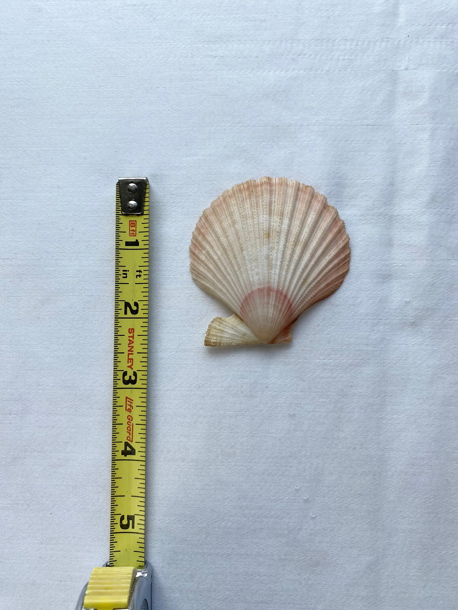 White and Pale Pink Scallop Shell Beautiful Ridged Authentic - Etsy