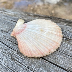 White and Pale Pink Scallop Shell - Beautiful Ridged Authentic Vintage ...