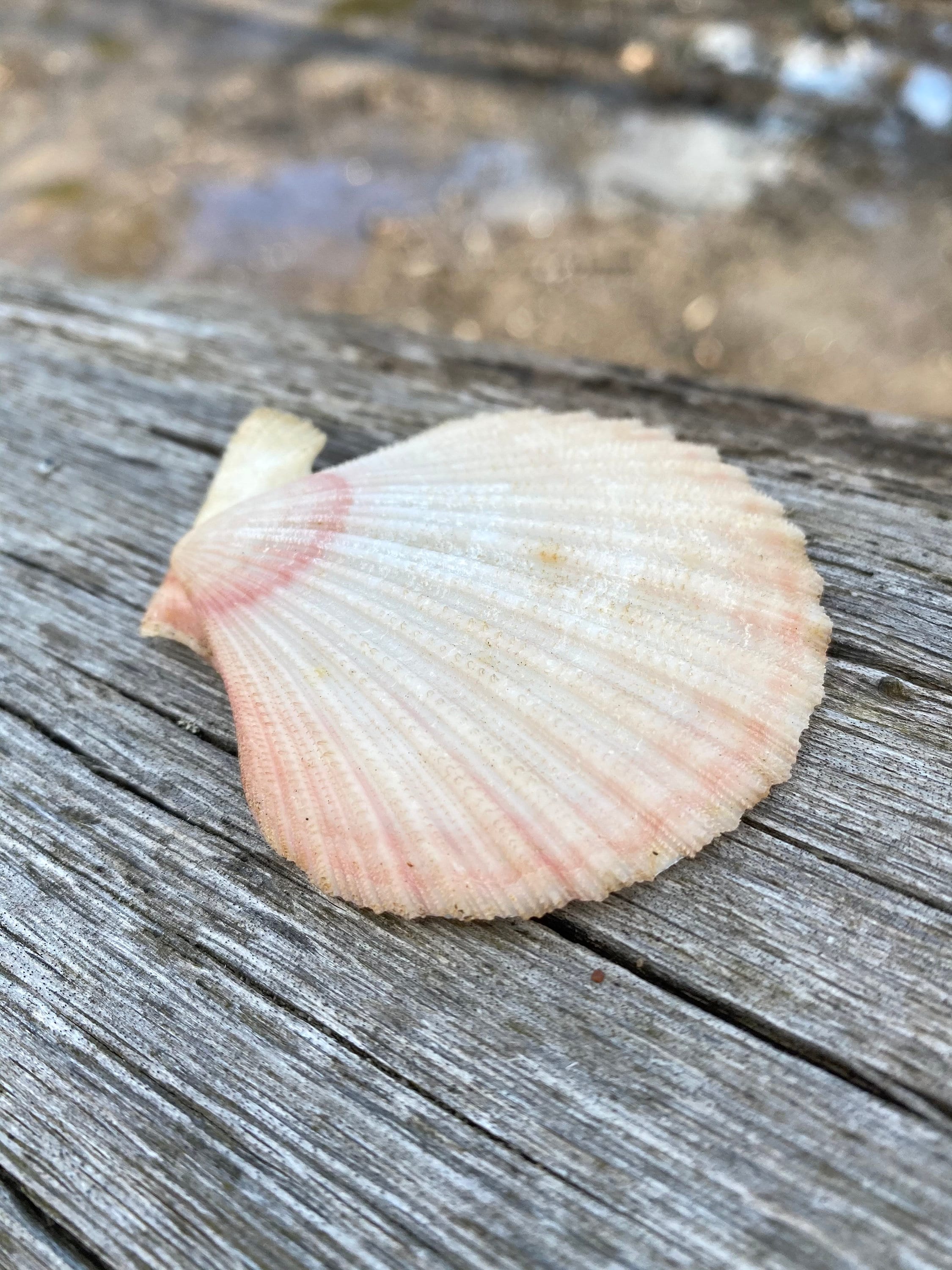 White and Pale Pink Scallop Shell - Beautiful Ridged Authentic Vintage ...