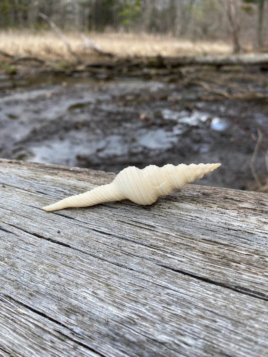 White Spindle Fusinus Colus Shell - Seashell for Beach, Coastal, Lake ...