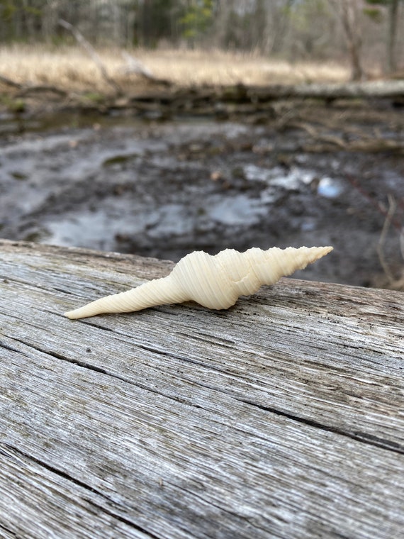 White Spindle Fusinus Colus Shell Seashell for Beach | Etsy