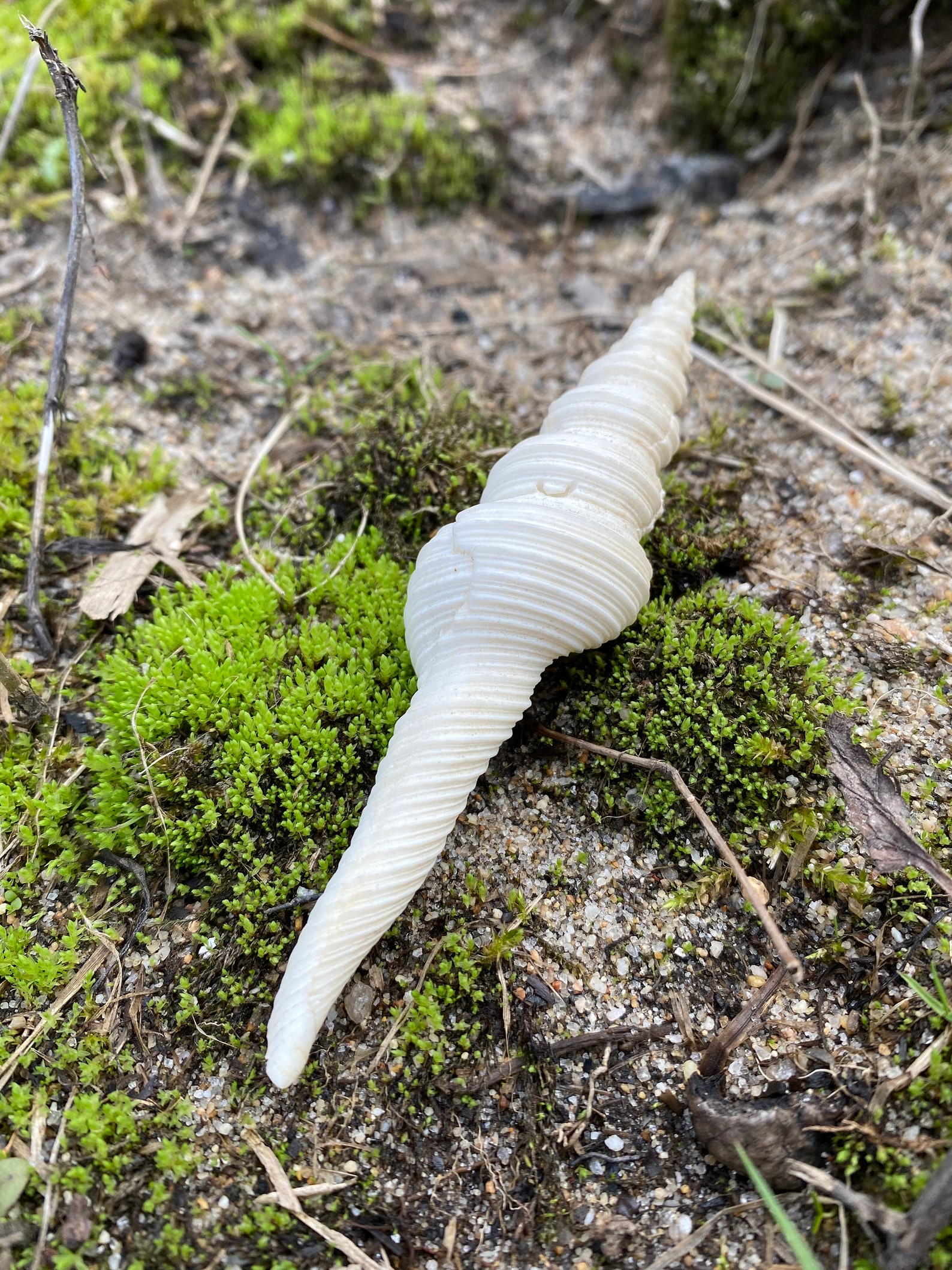 White Spindle Fusinus Colus Shell Seashell for Beach | Etsy
