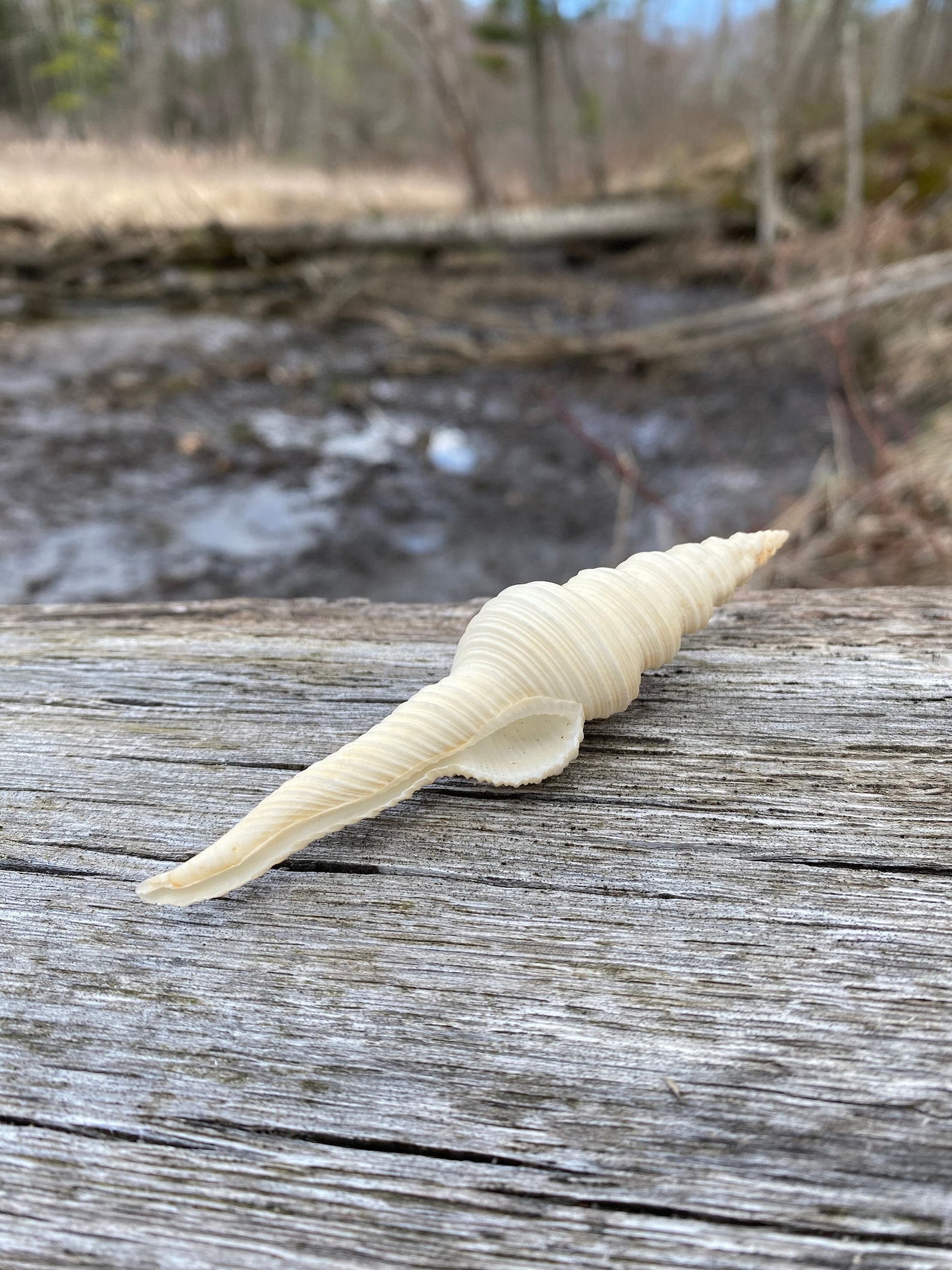 White Spindle Fusinus Colus Shell Seashell for Beach | Etsy