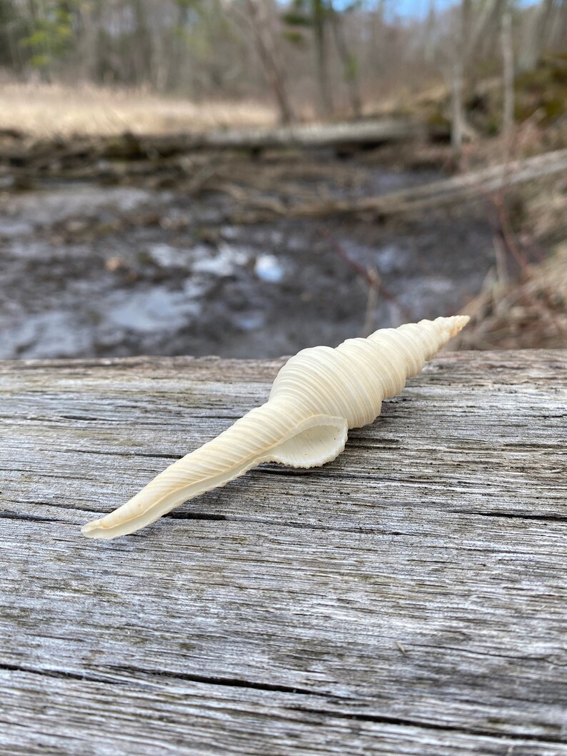 White Spindle Fusinus Colus Shell Seashell for Beach | Etsy