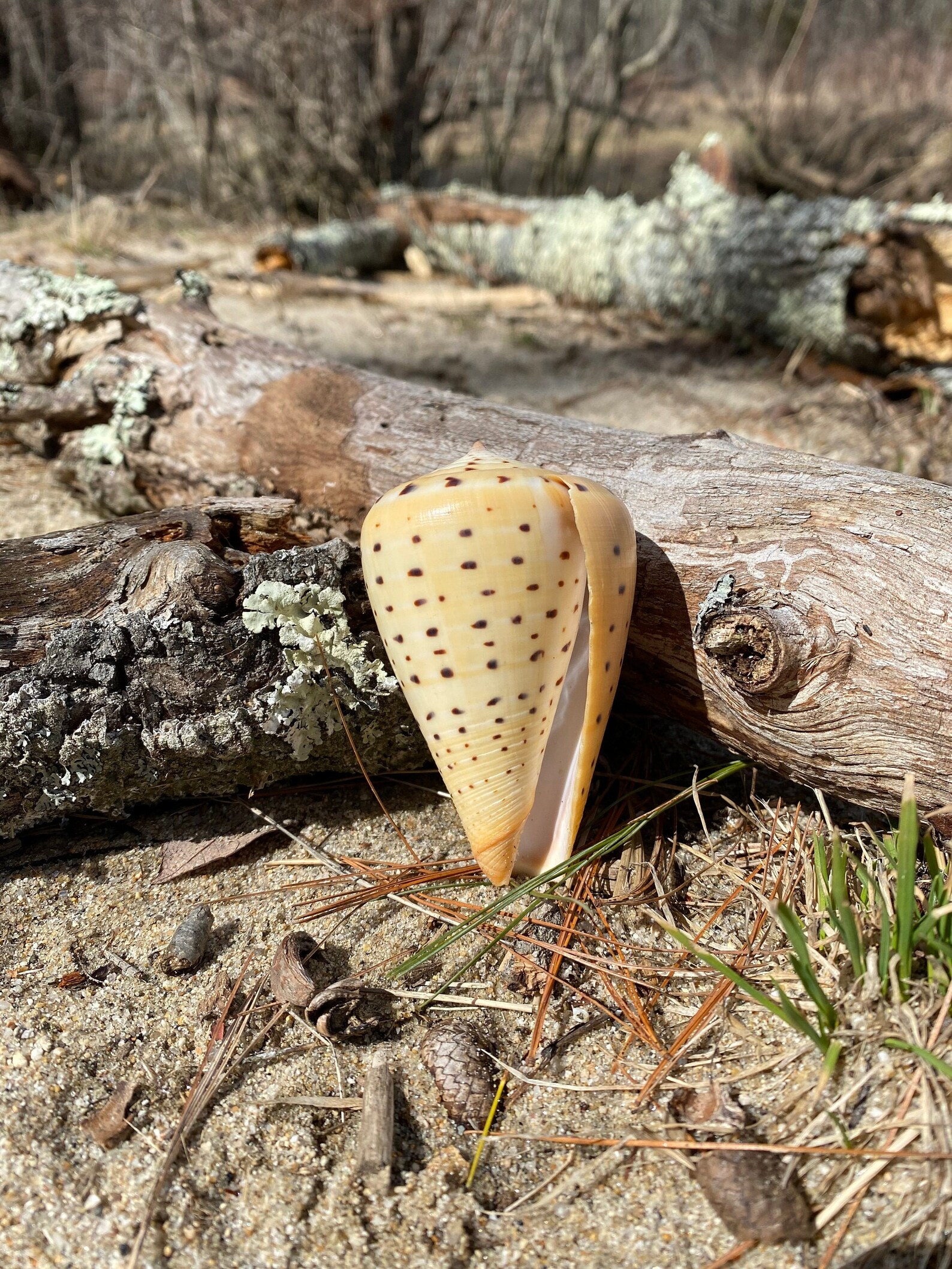 Spotted Sea Snail Shell-leopardus-3 1/4orange Brown-for | Etsy