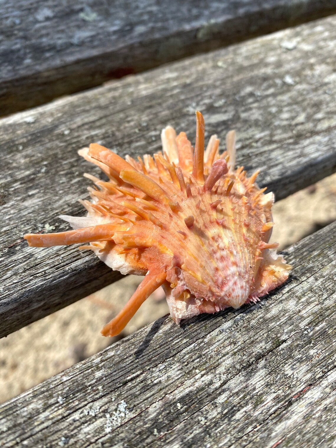Pacific Spiny Oyster Shell in Dazzling Orange and - Etsy