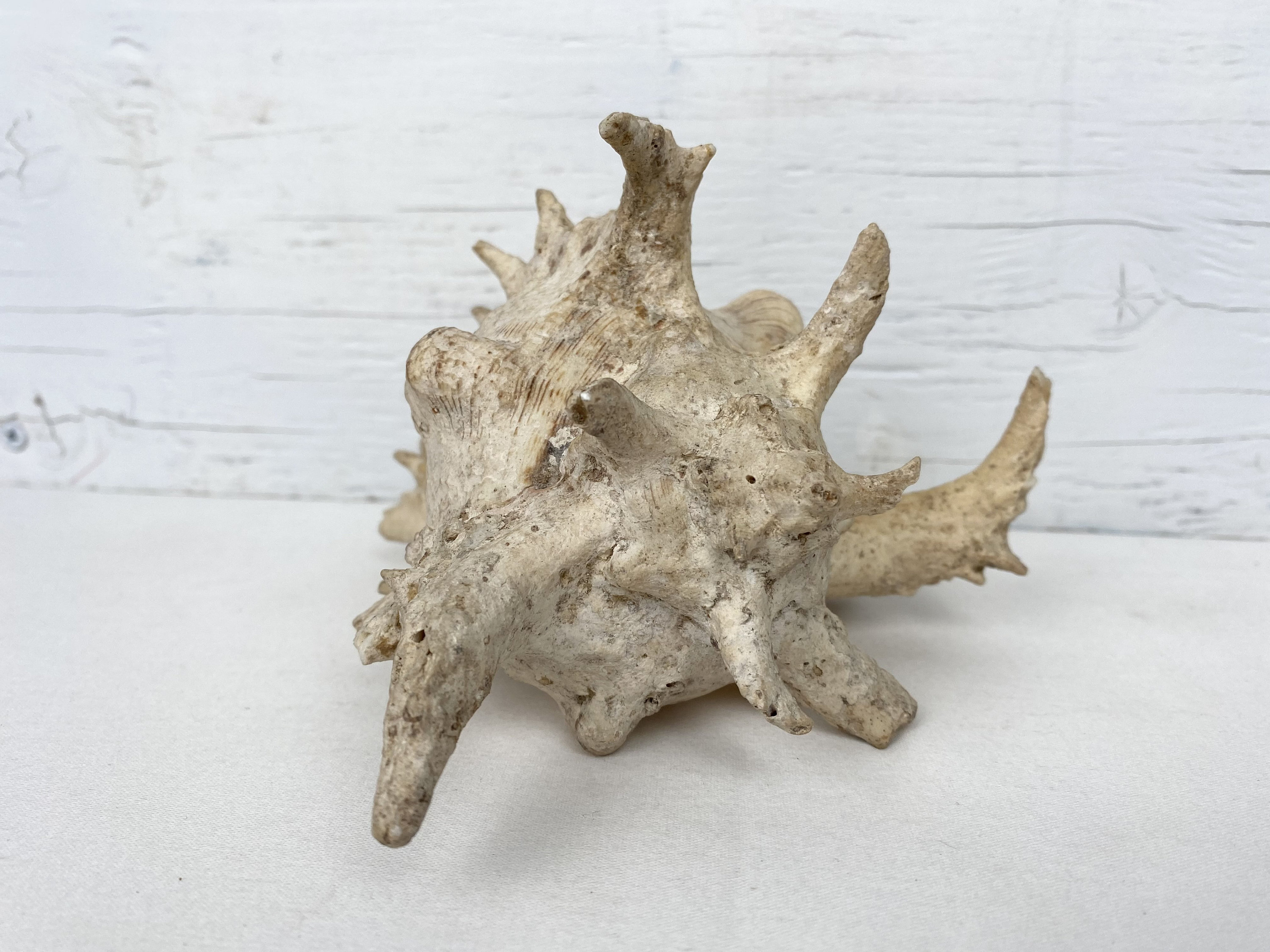 Spiked Large Spiral Conch Shell Beige Seashell With Horns | Etsy