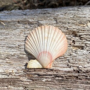 White and Pale Pink Scallop Shell - Beautiful Ridged Authentic Vintage ...