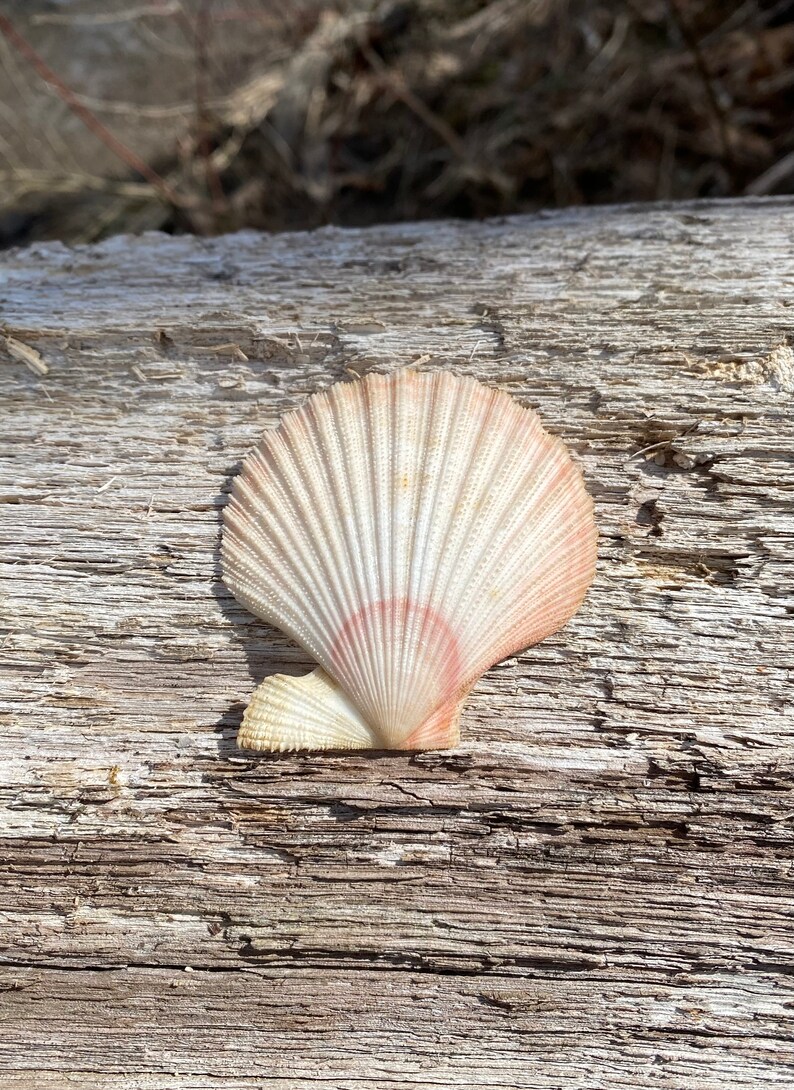 White and Pale Pink Scallop Shell - Beautiful Ridged Authentic Vintage ...