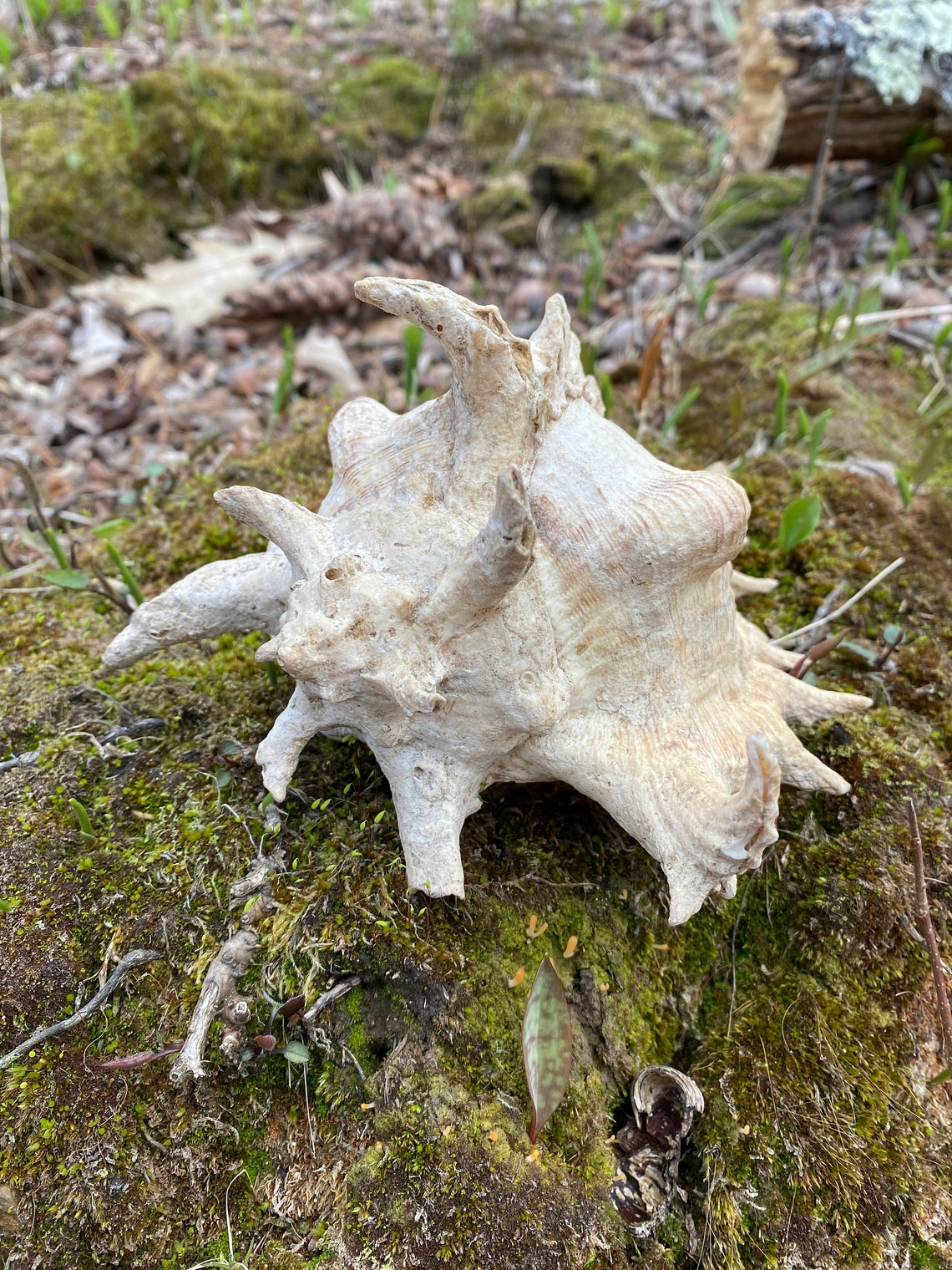 Spiked Large Spiral Conch Shell Beige Seashell with Horns | Etsy