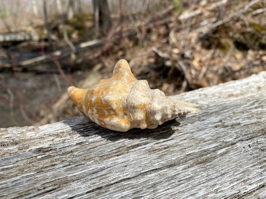Spiral Conch Shell With Spots and Striations in Beige and White ...