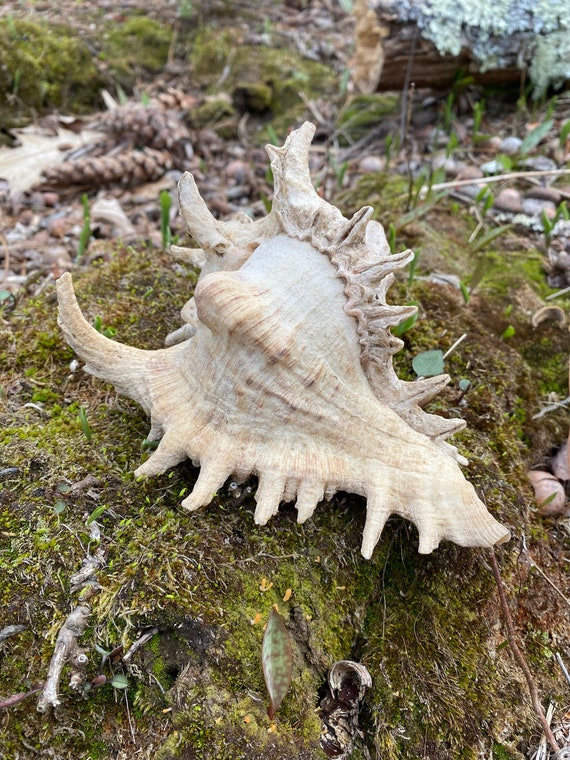 Spiked Large Spiral Conch Shell Beige Seashell With Horns - Etsy