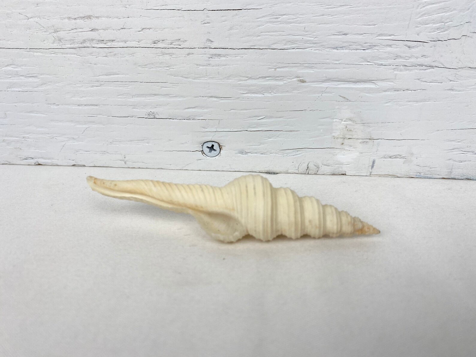 White Spindle Fusinus Colus Shell Seashell for Beach | Etsy