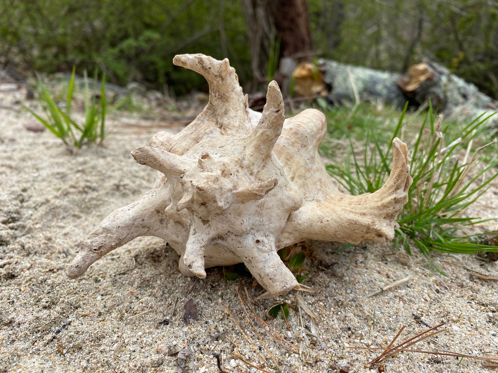 Spiked Large Spiral Conch Shell Beige Seashell With Horns - Etsy