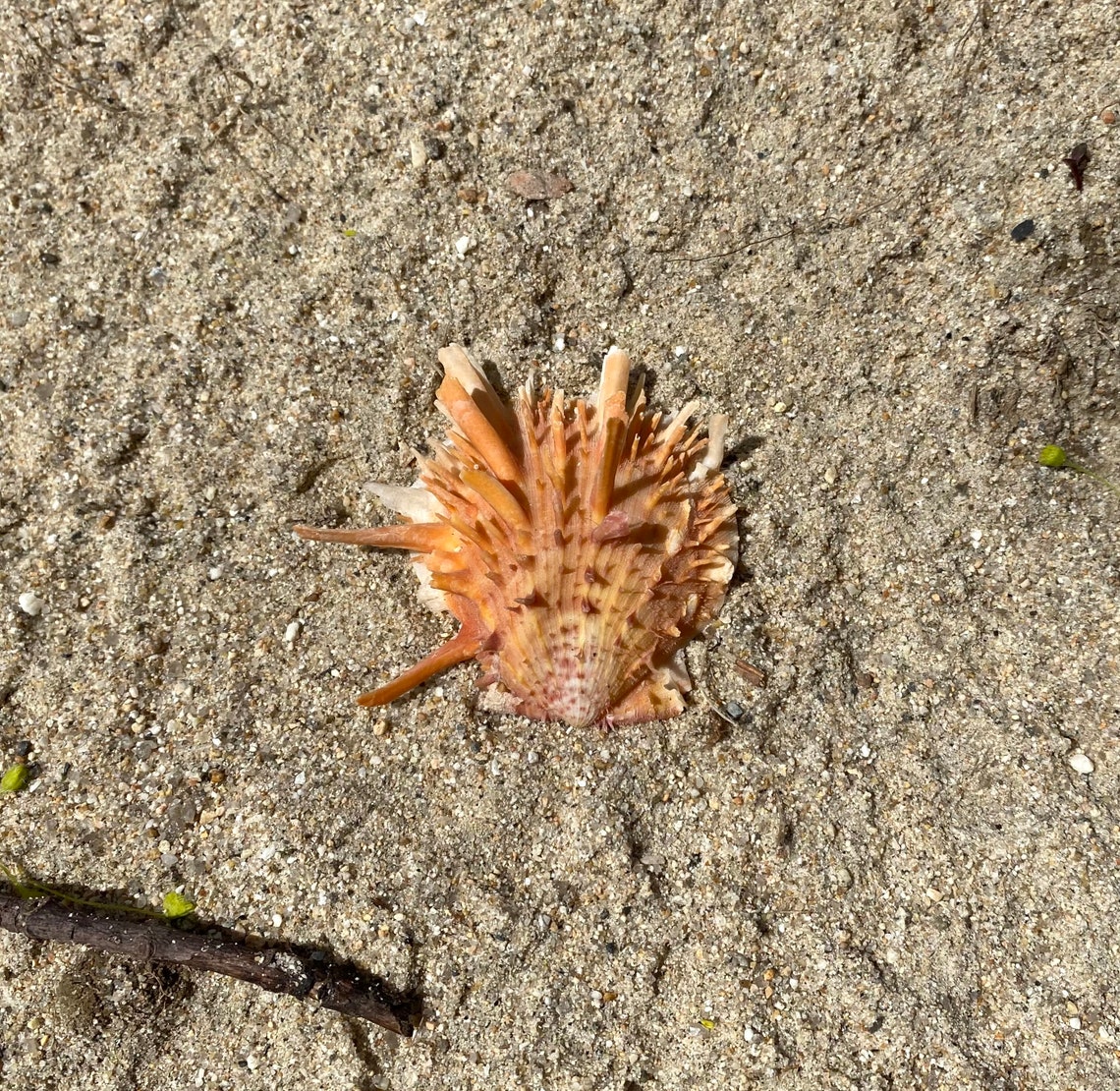 Pacific Spiny Oyster Shell in Dazzling Orange and | Etsy