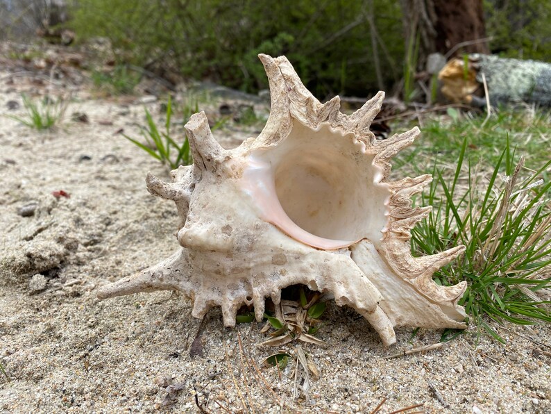 Spiked Large Spiral Conch Shell Beige Seashell With Horns - Etsy