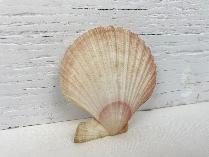 White and Pale Pink Scallop Shell Beautiful Ridged Authentic - Etsy