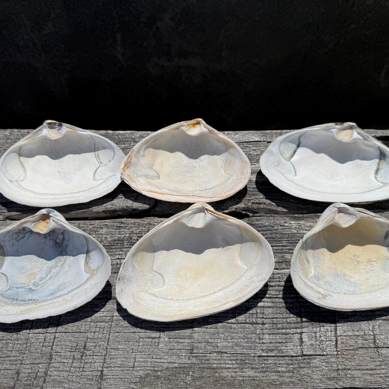 Painted Clam Shell - Etsy