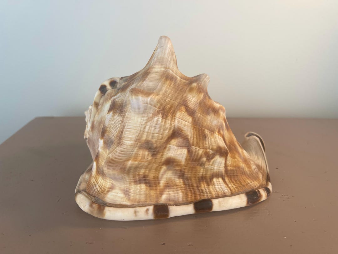 KING HELMUT Striped Conch Shell-large 7" by 5.5"-authentic Seashell ...