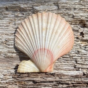 White and Pale Pink Scallop Shell - Beautiful Ridged Authentic Vintage ...