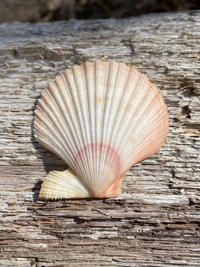 White and Pale Pink Scallop Shell Beautiful Ridged Authentic - Etsy